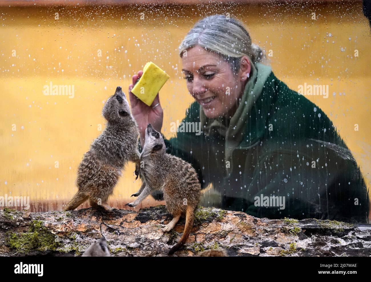 Keeper Carolyn Booth cleans the windows of the meerkat enclosure at ...