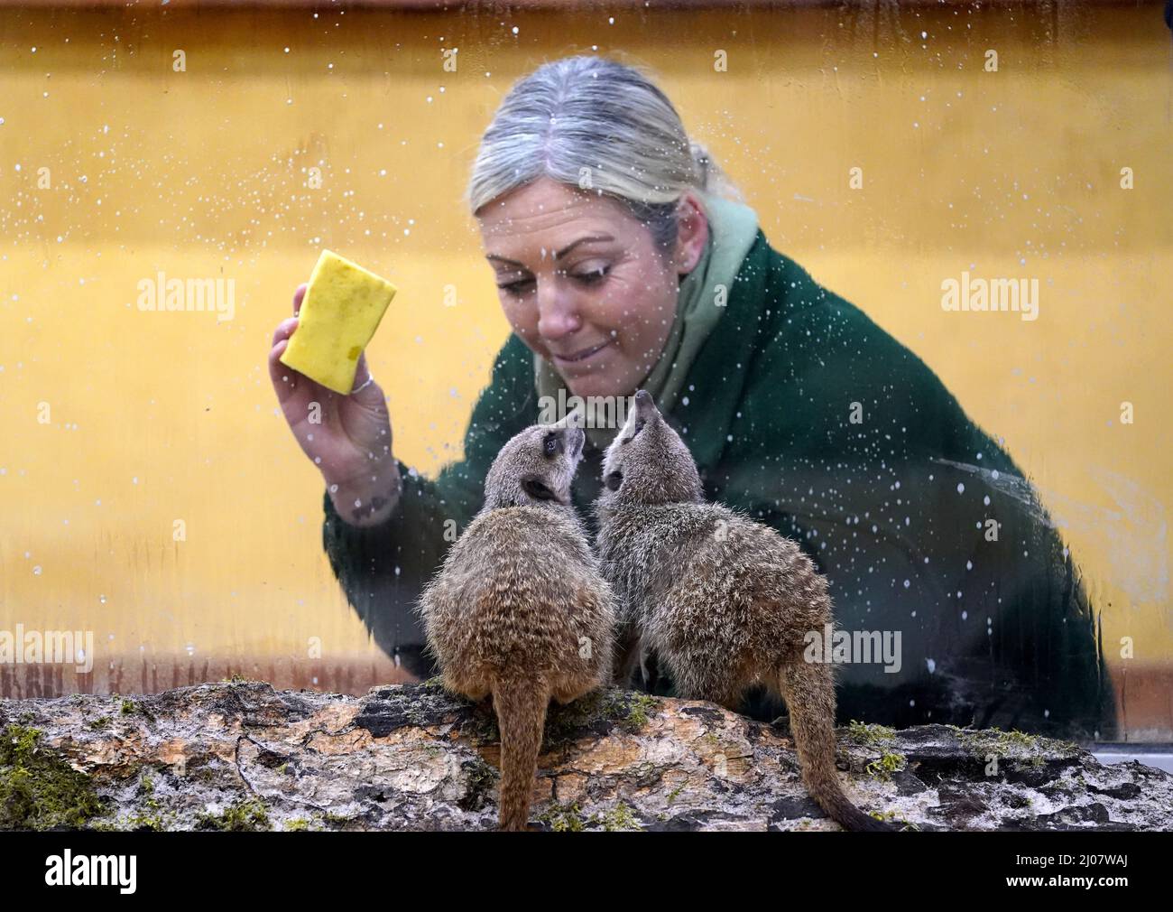 Keeper Carolyn Booth cleans the windows of the meerkat enclosure at ...