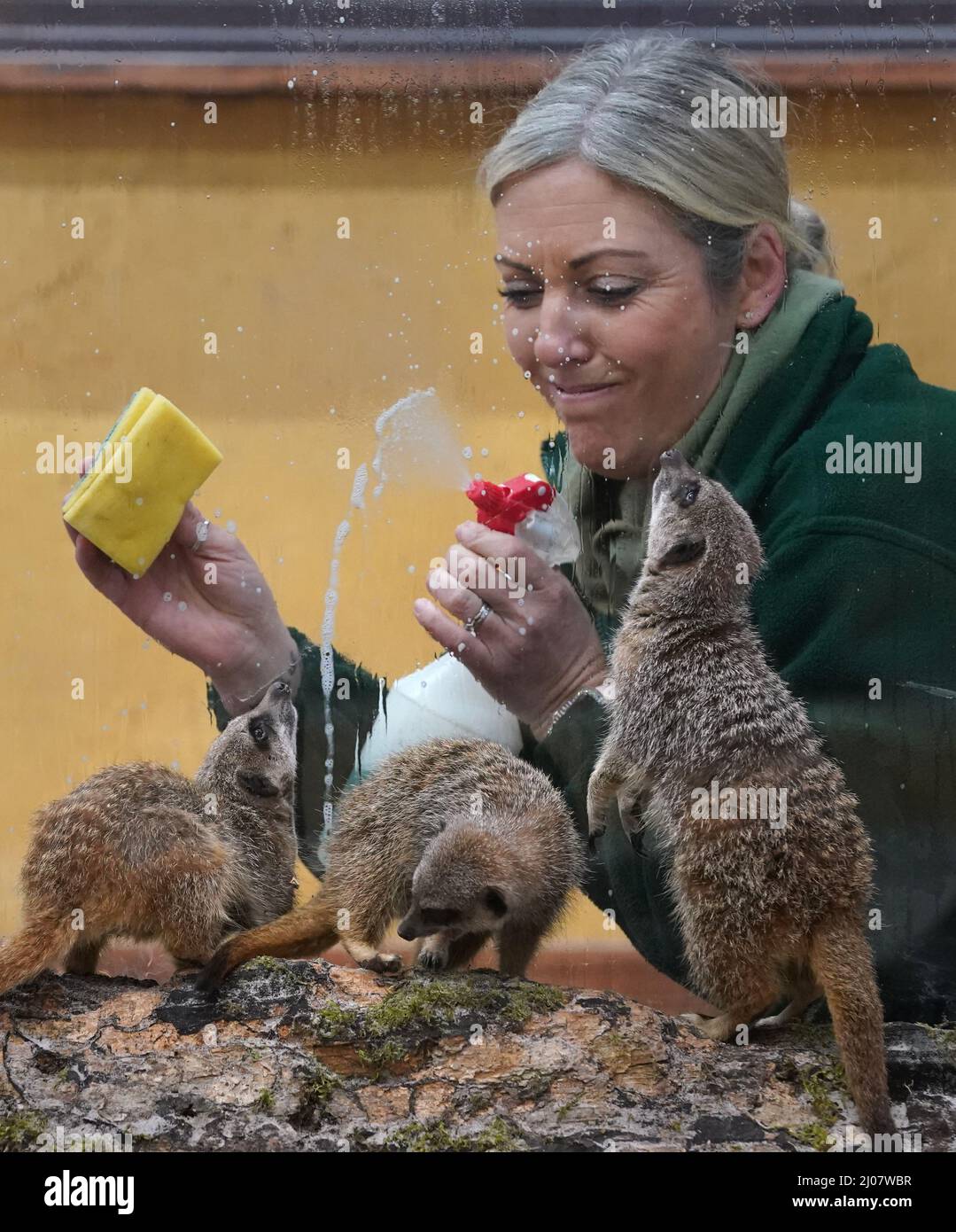 Keeper Carolyn Booth cleans the windows of the meerkat enclosure at ...