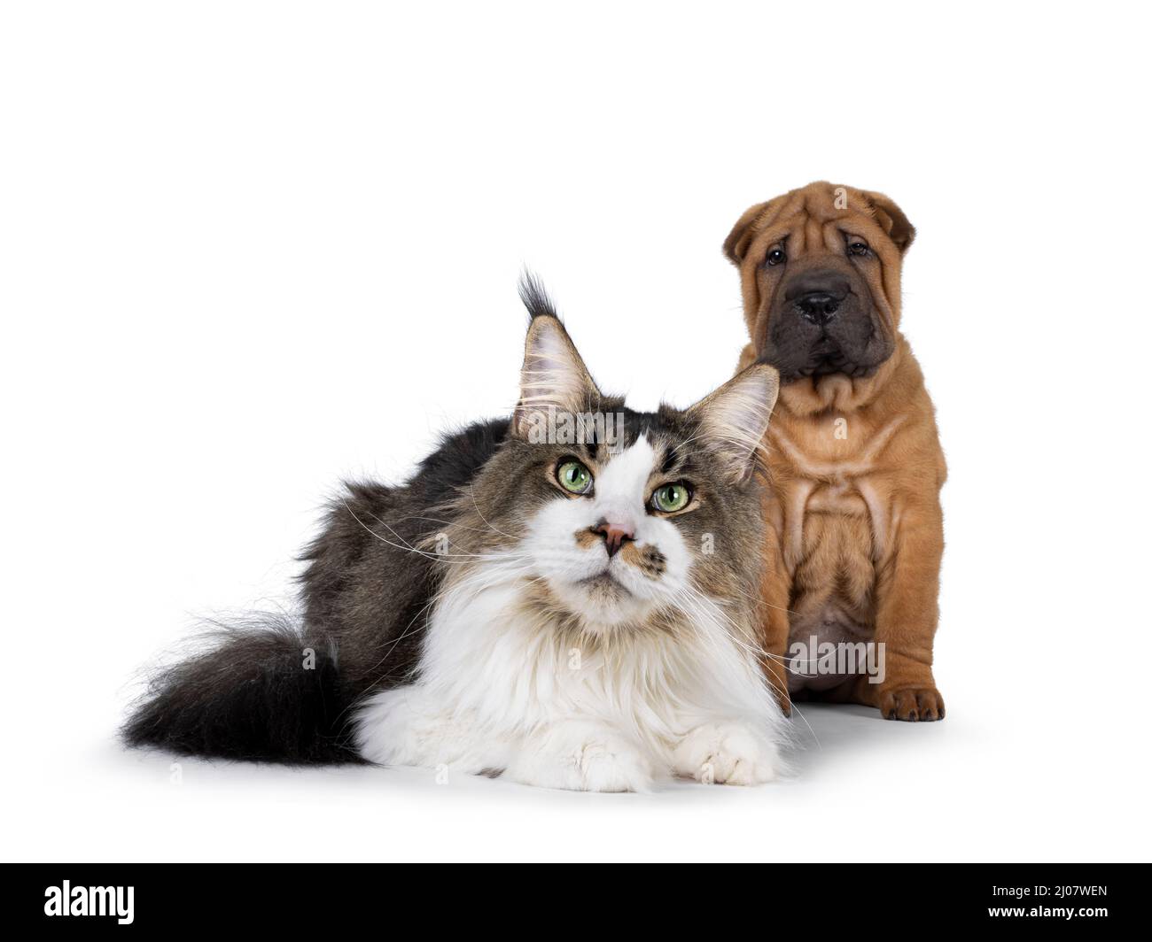 Cute duo of Maine Coon cat and Shar-pei puppy dog, sitting and laying ...