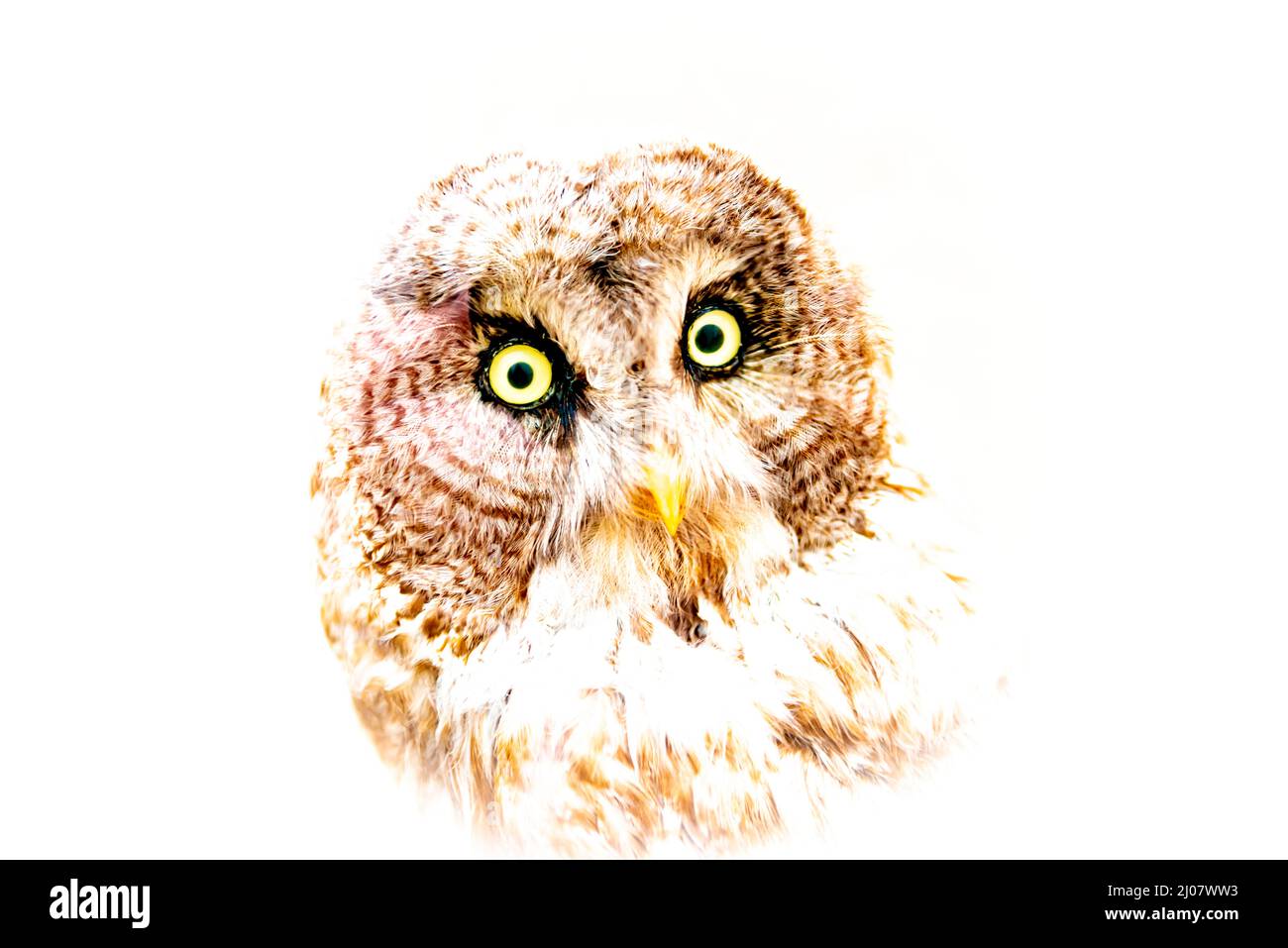 Portrait of an Owl. *** Local Caption *** owl,bird,headshot,animal head ...