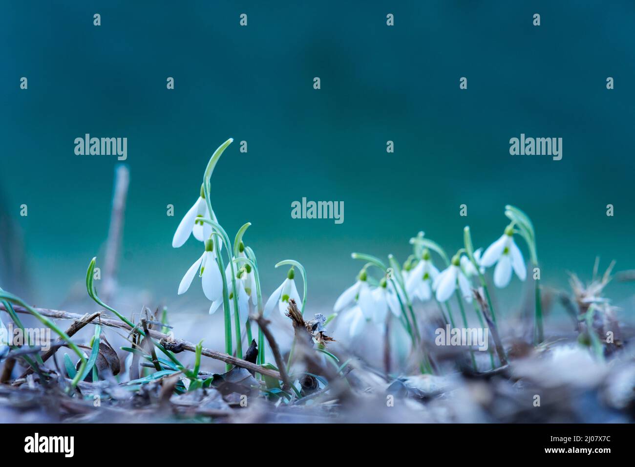Photo of snowdrops growing after winter Stock Photo - Alamy