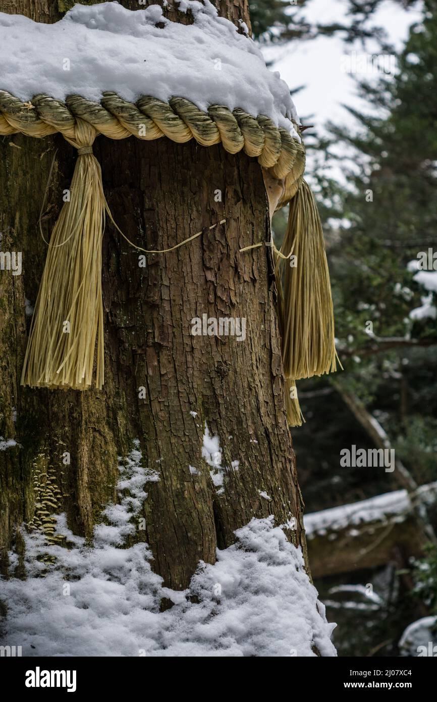 Traditional Japanese Shinto shimenawa sacred rope covered in snow, tied ...