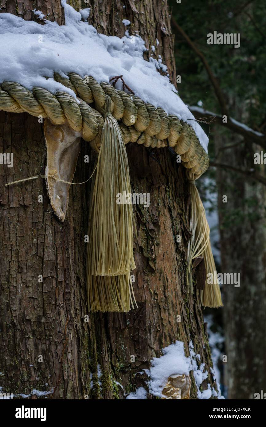 Traditional Japanese Shinto shimenawa sacred rope covered in snow, tied ...