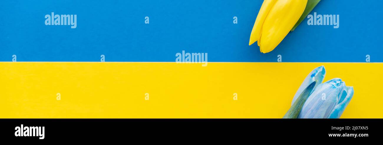 Top view of blue and yellow tulips on ukrainian flag with copy space ...