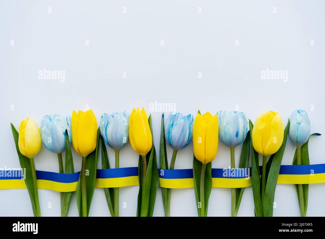 Top view of blue and yellow tulips and ribbon on white background Stock ...