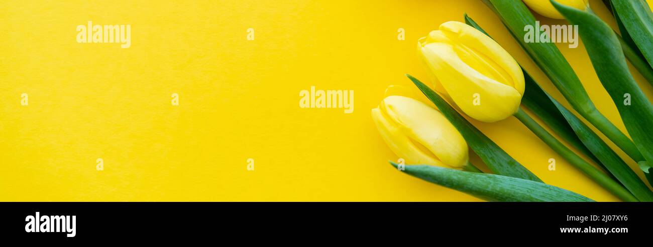 Top view of tulips with leaves on yellow background, banner Stock Photo ...