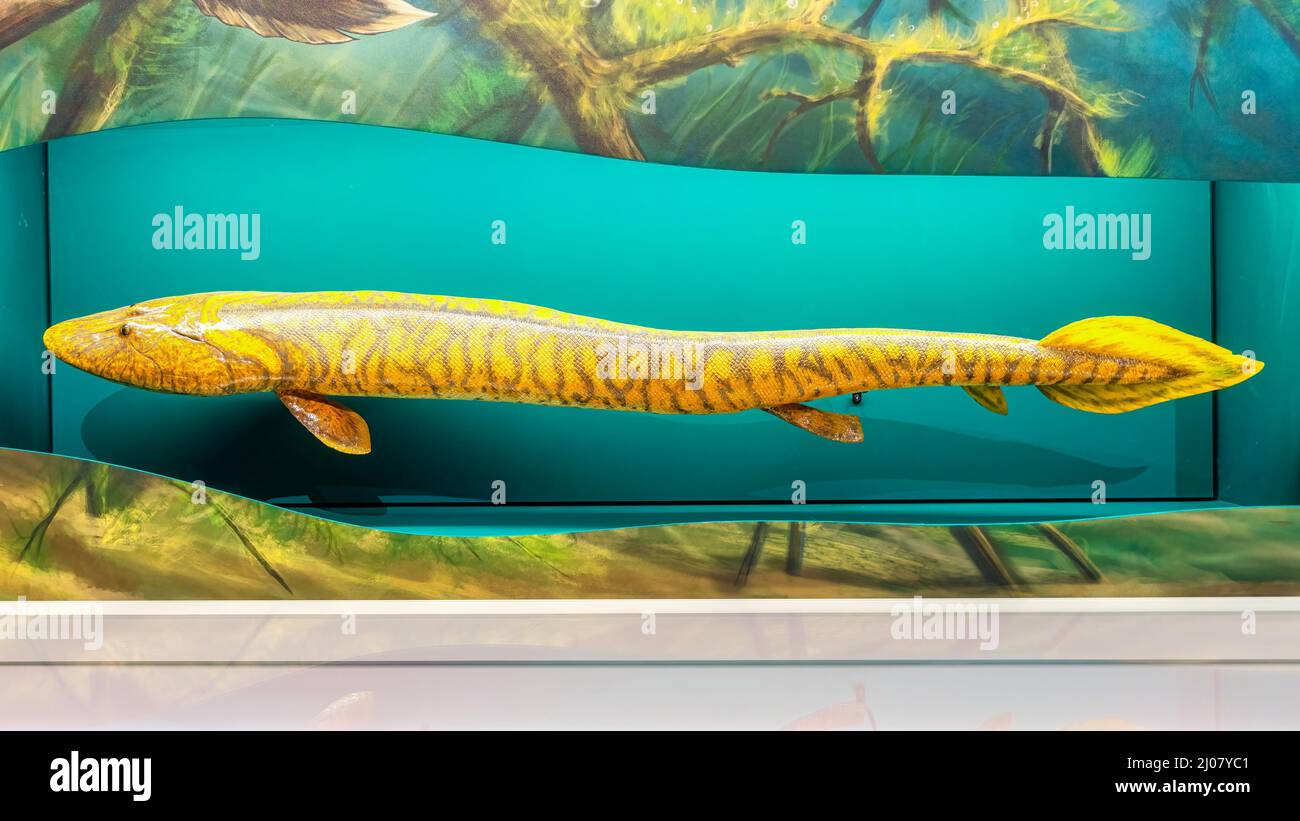 Replica of a Tiktaalik roseae or lobe-finned fish seen in the Dawn of ...