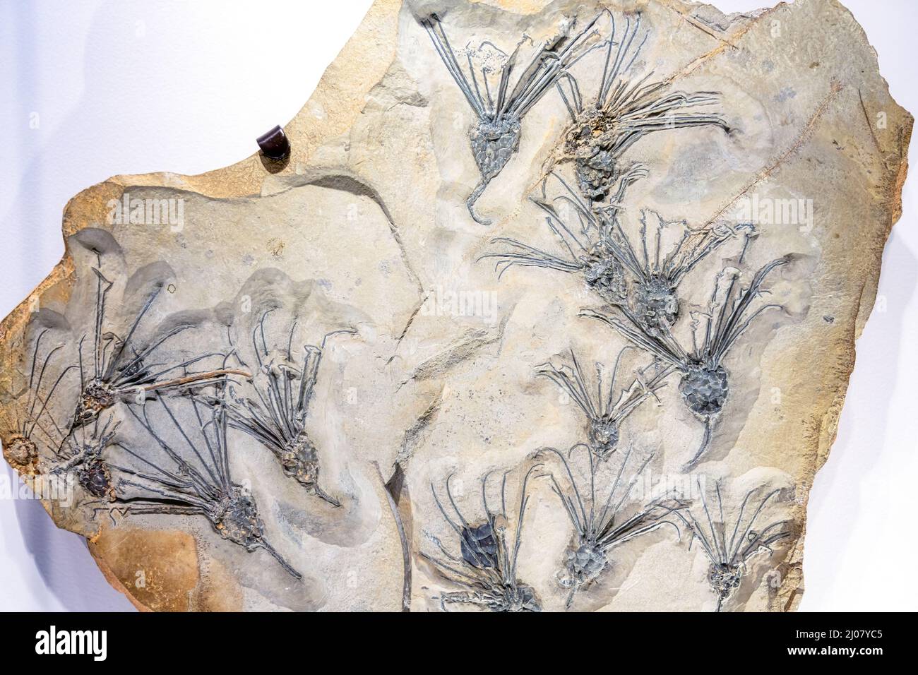Slab with fossils of echinoderms seen in the Dawn of Life Gallery at ...