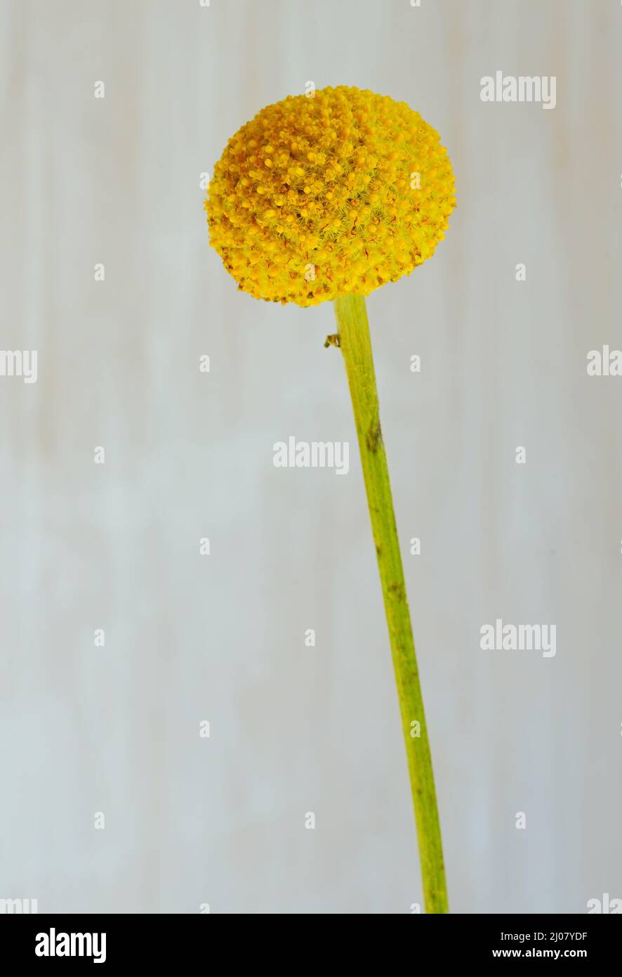 Woolyhead hi-res stock photography and images - Alamy