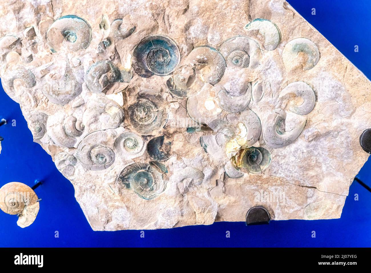 Liospera vitruvia fossil seen in the Dawn of Life Gallery at the Royal ...