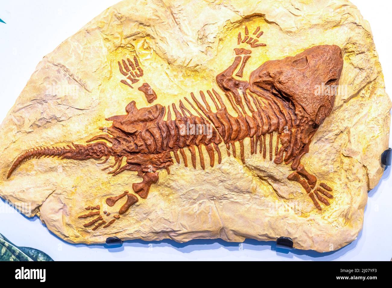Seymouria fossil seen in the Dawn of Life Gallery at the Royal Ontario ...