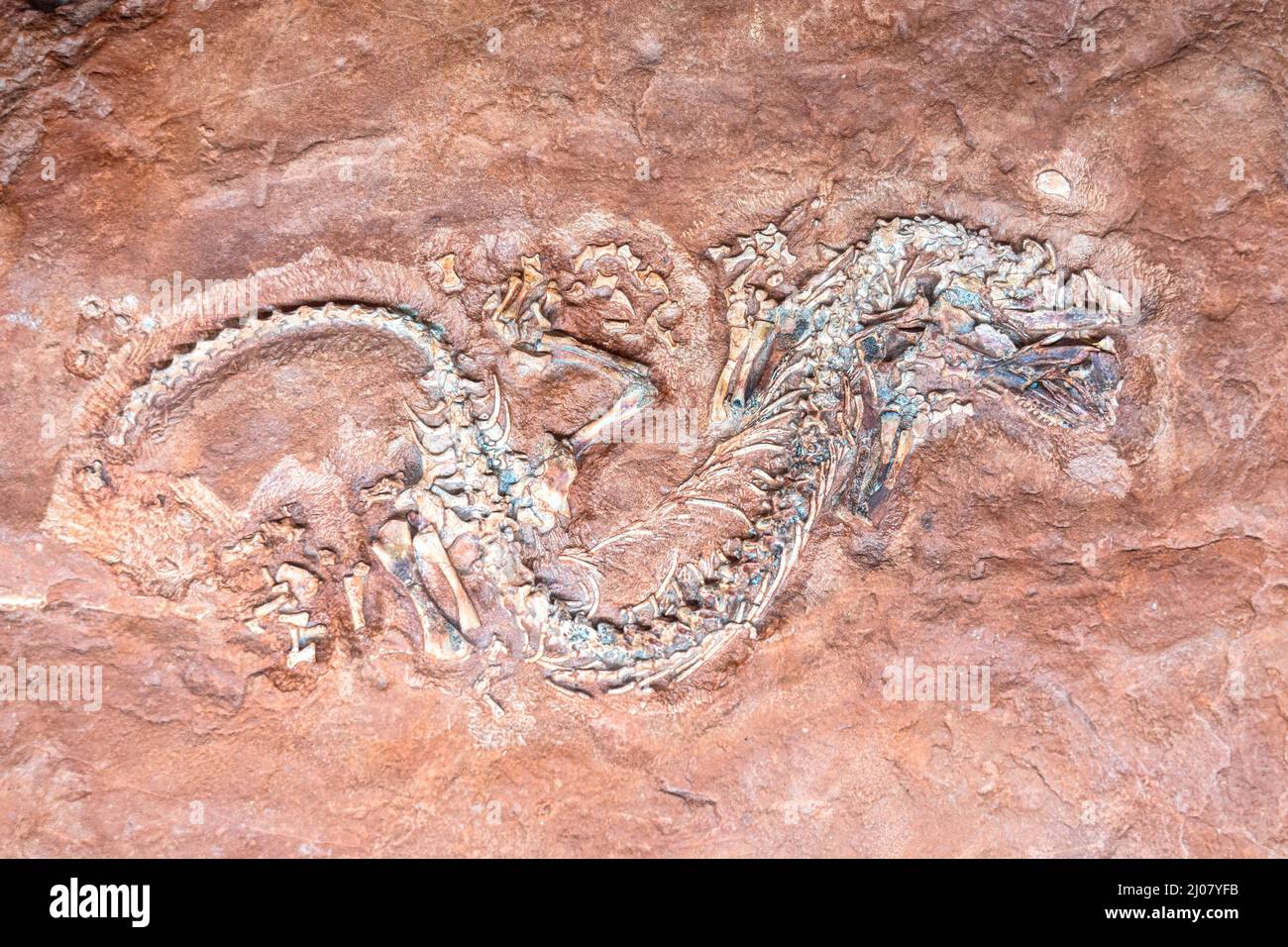 Parareptile hi-res stock photography and images - Alamy