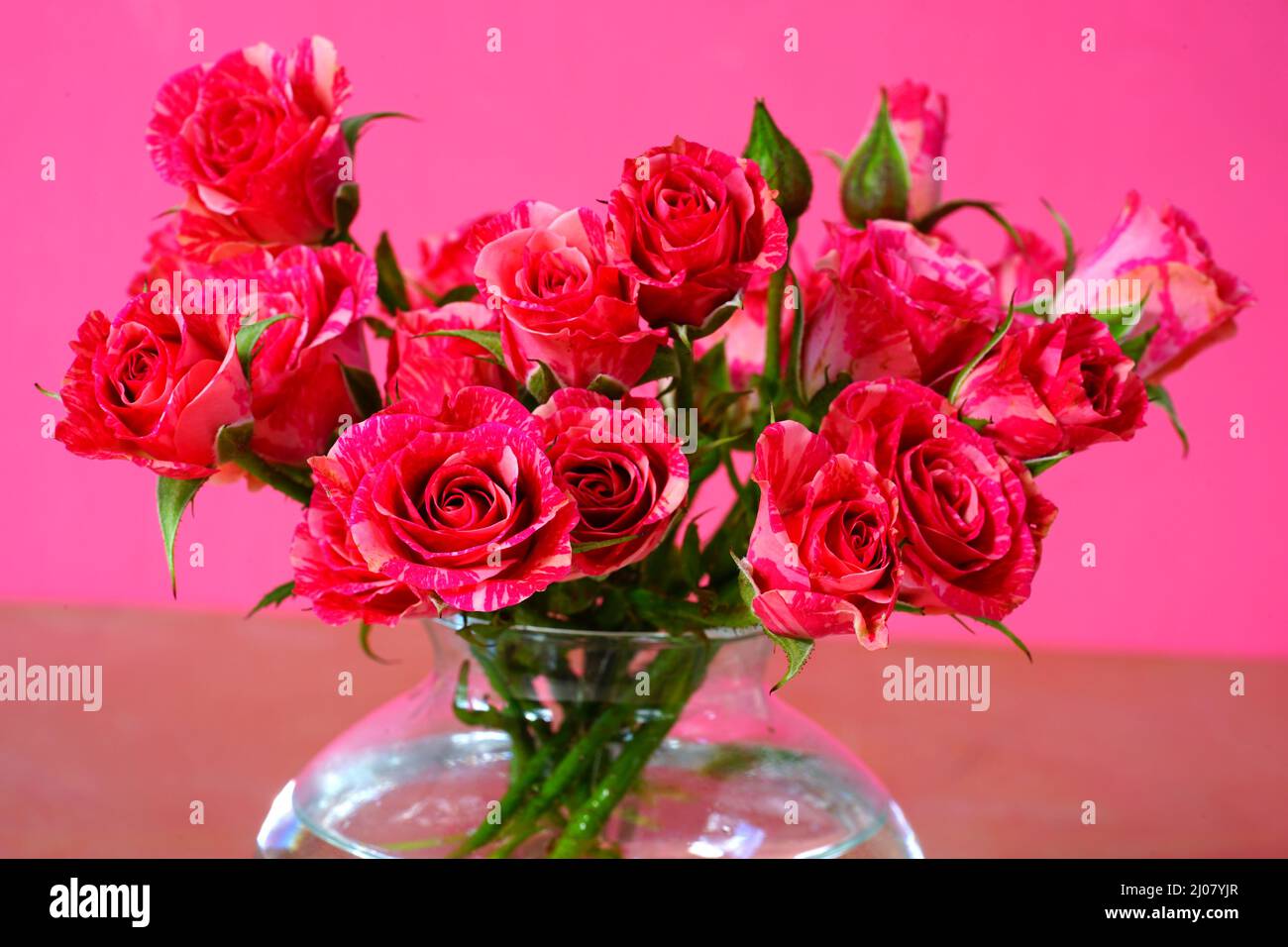 Bicolor roses hi-res stock photography and images - Alamy