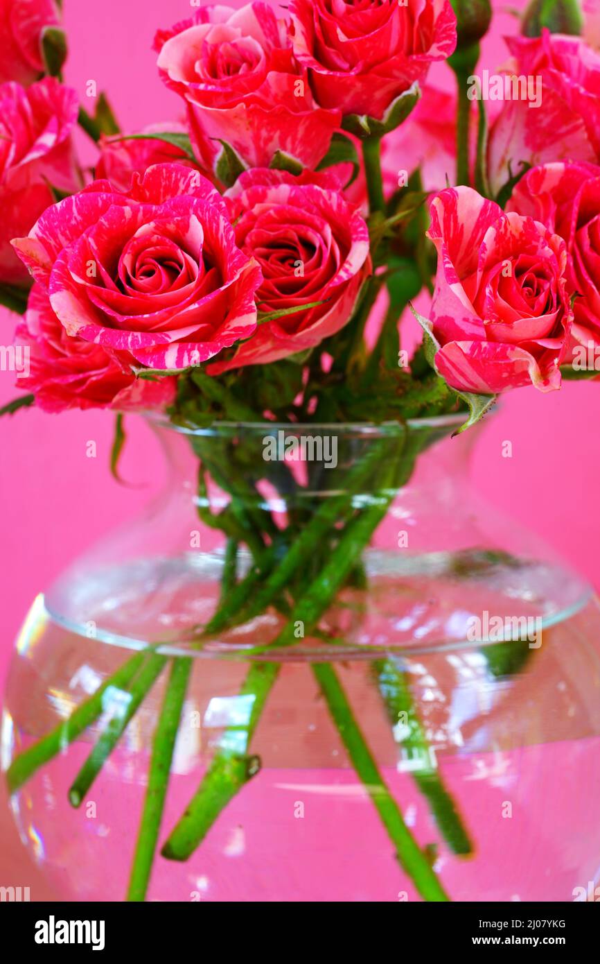 Bicolor roses hi-res stock photography and images - Alamy