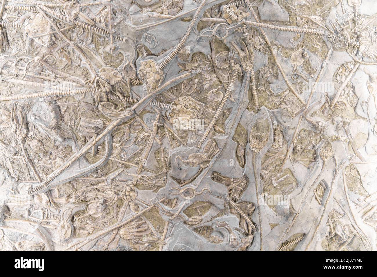 Faunal area hi-res stock photography and images - Alamy