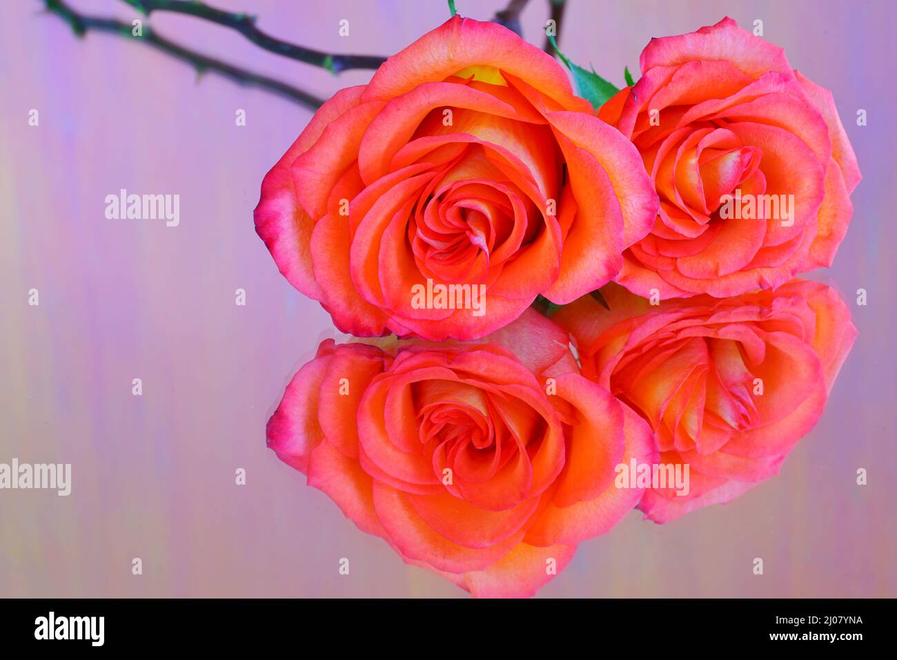 Large orange roses reflecting in a mirror Stock Photo - Alamy