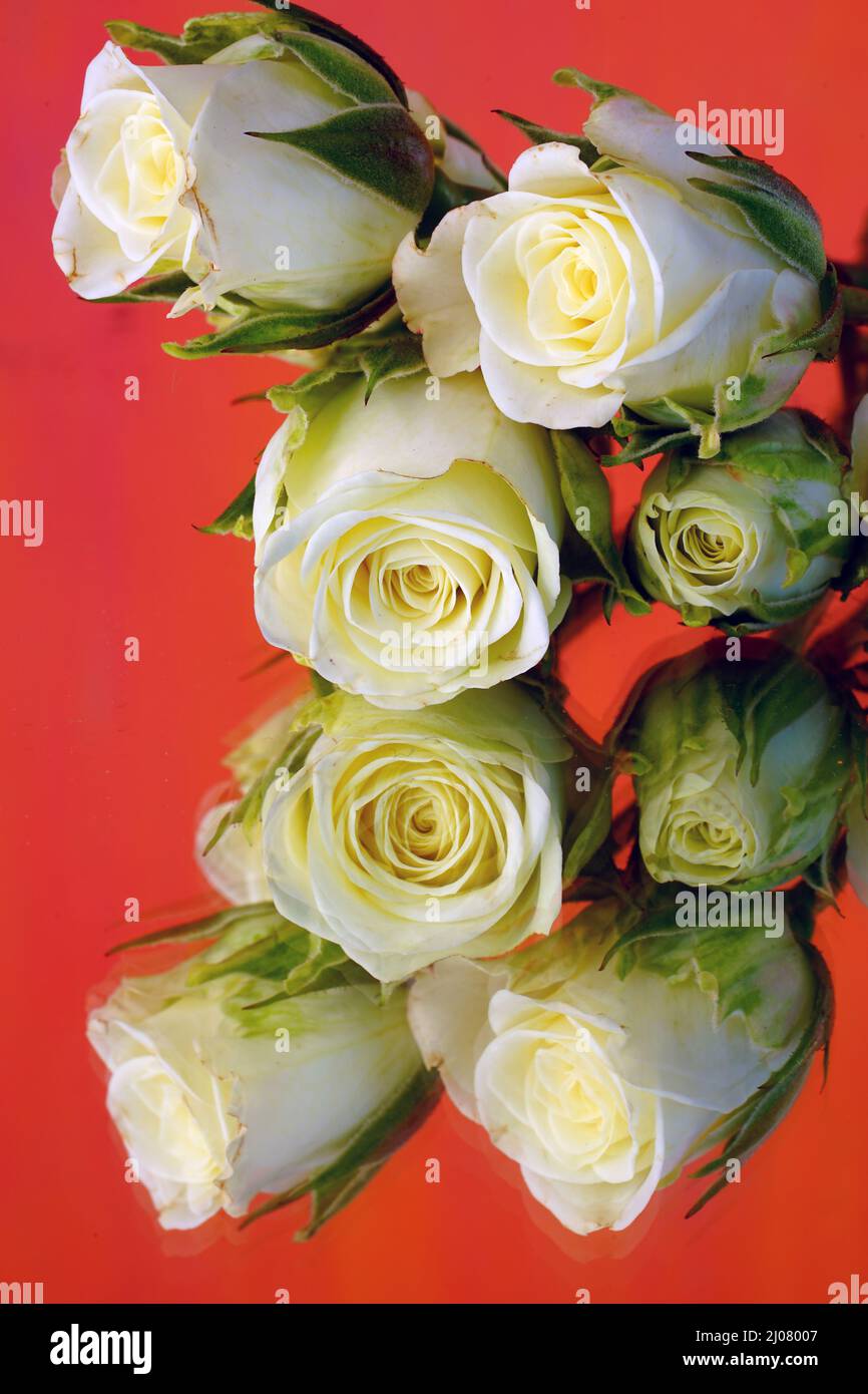 Spray roses hi-res stock photography and images - Alamy