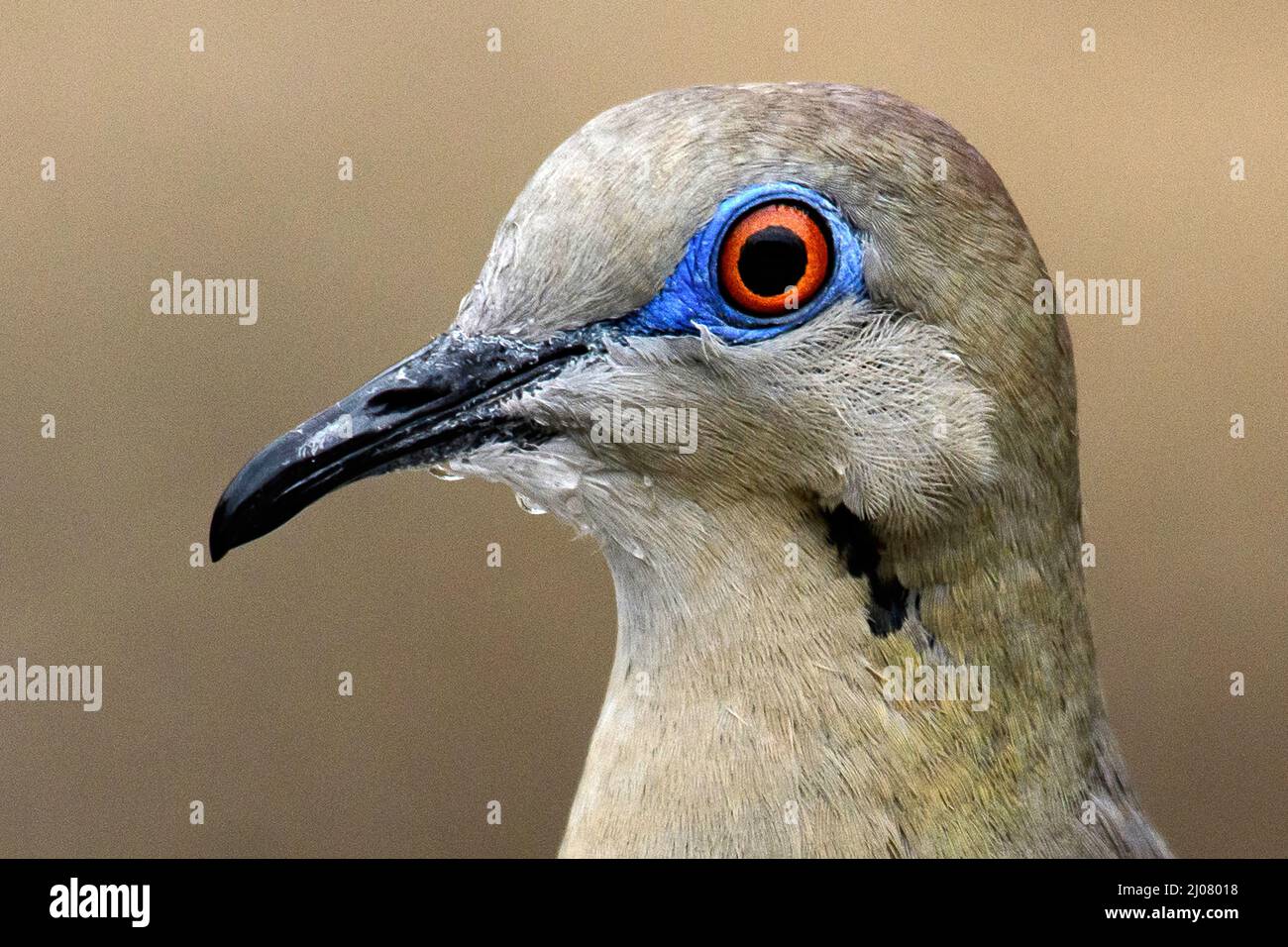 Mexico, Baja California Sur, El Sargento, Rancho Sur,White-winged Dove ...