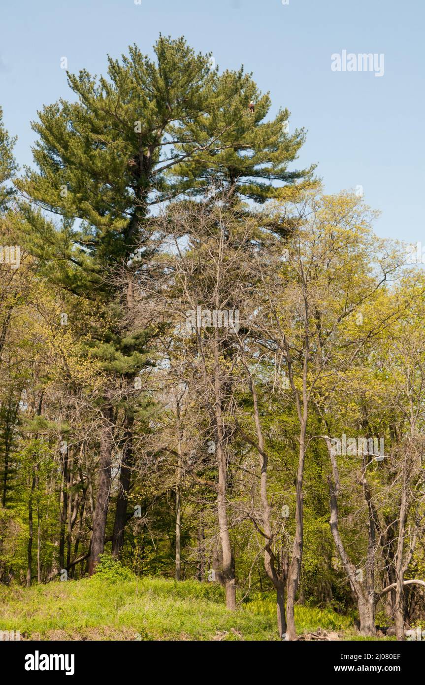 Forest trees out on an island Stock Photo - Alamy