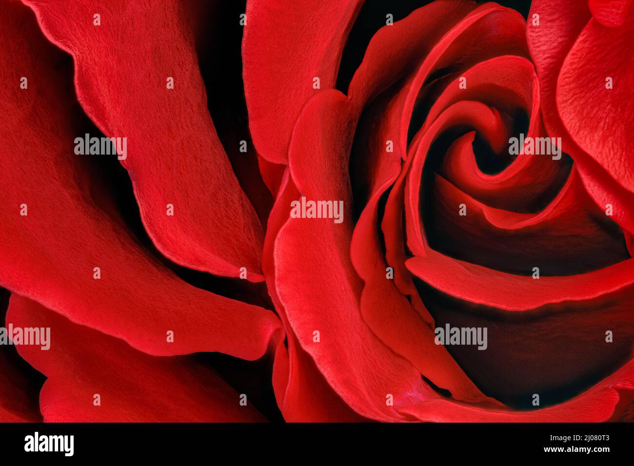 A background picture of a red rose Stock Photo - Alamy