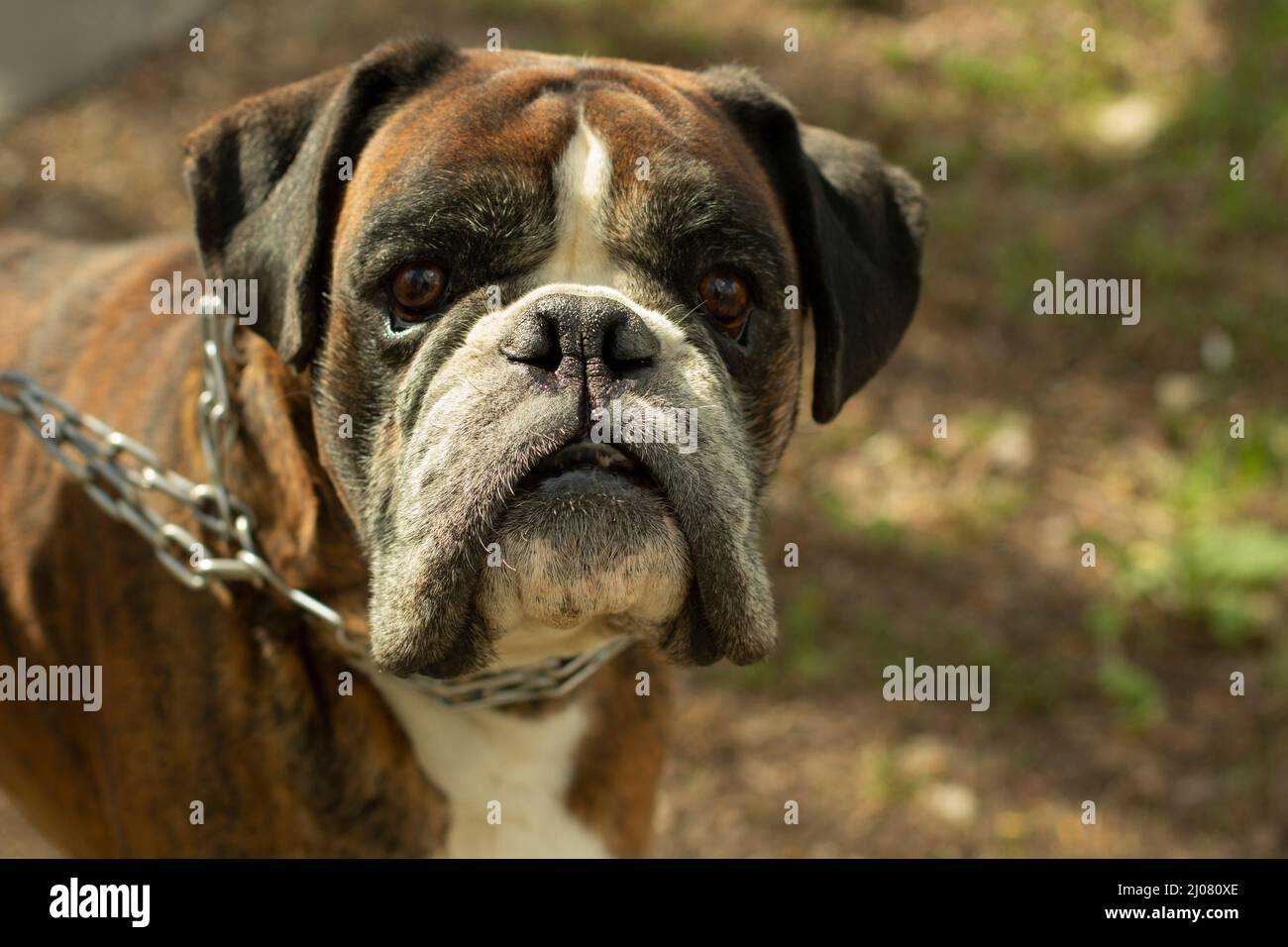 Best Walking Collar For A Boxer