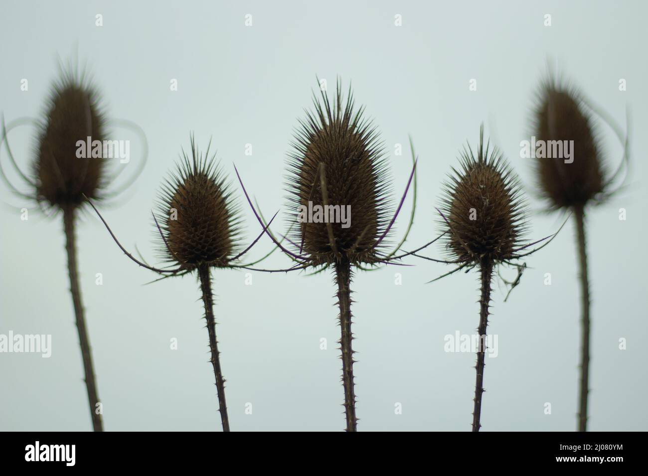 Thorny plants hi-res stock photography and images - Alamy