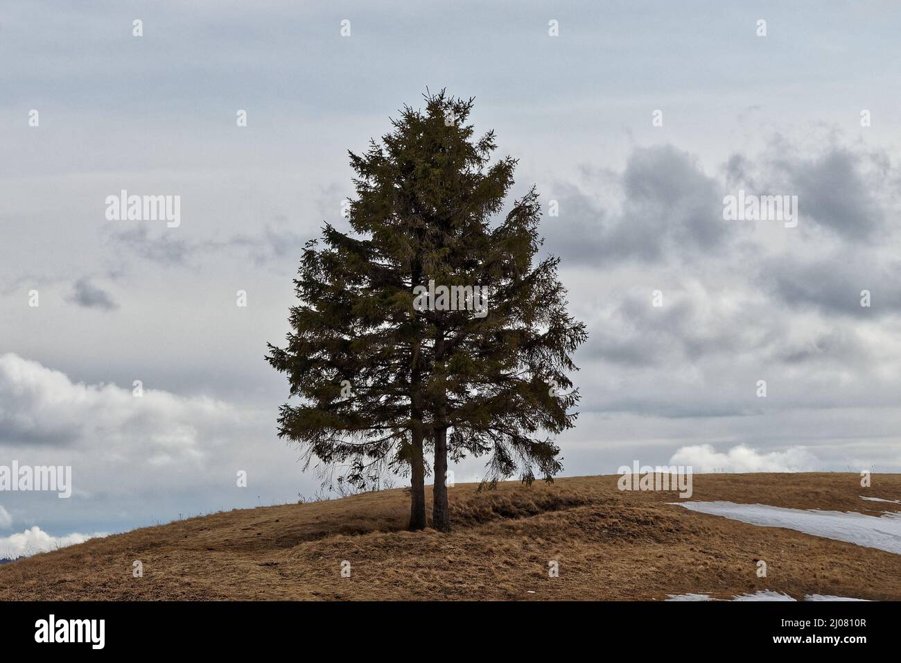 Background picture of a tree Stock Photo - Alamy
