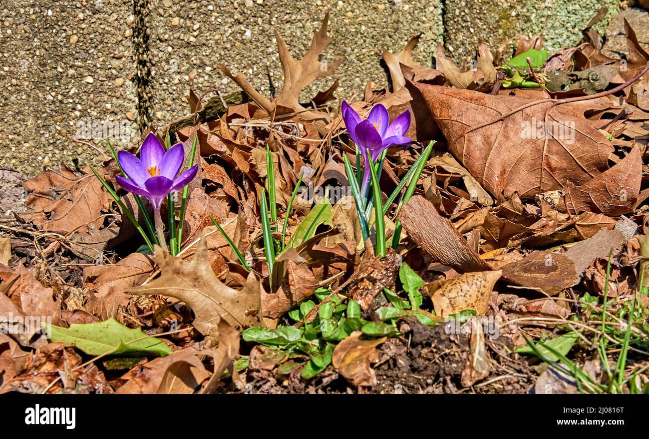 The first sign of Spring, two beautiful purple crocus. Coming up from ...