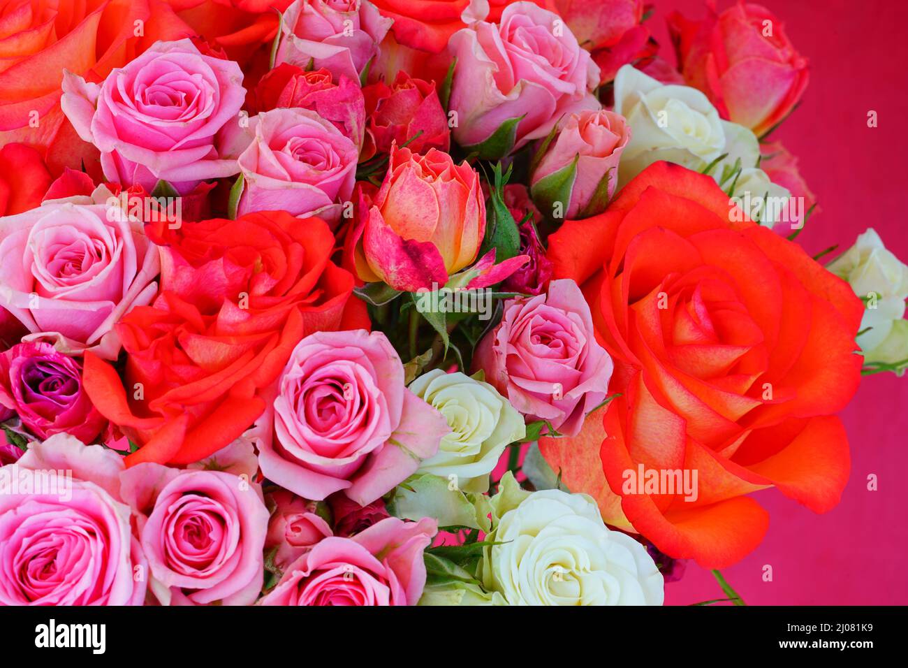 Multicolor flowers hi-res stock photography and images - Alamy