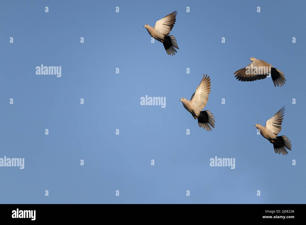 Low angle view dove flying hi-res stock photography and images - Alamy