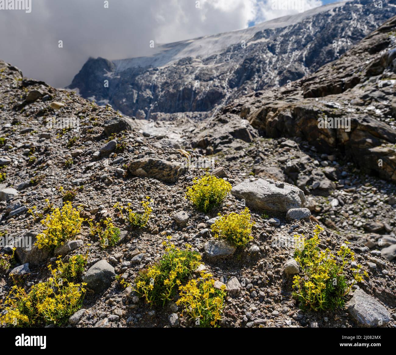 Yellow whitlow-grass (Draba aizoides) growing on a moraine. Valley ...