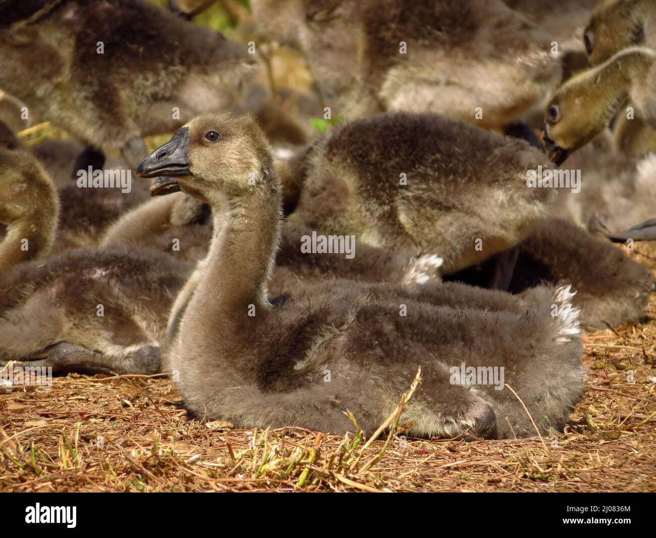 Group juvenile domestic geese hi-res stock photography and images - Alamy
