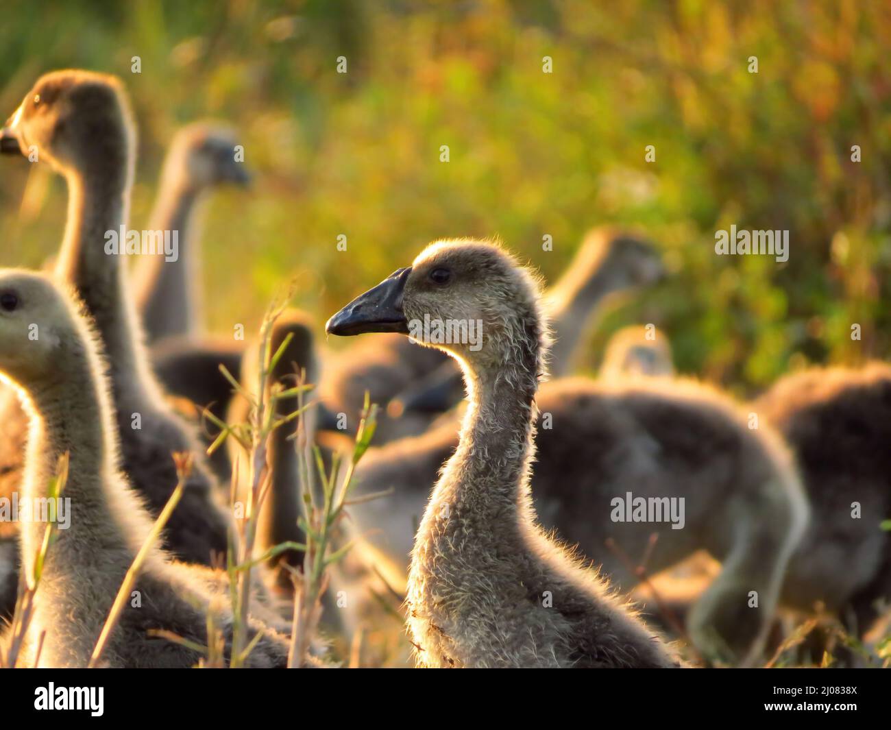 Group juvenile domestic geese hi-res stock photography and images - Alamy