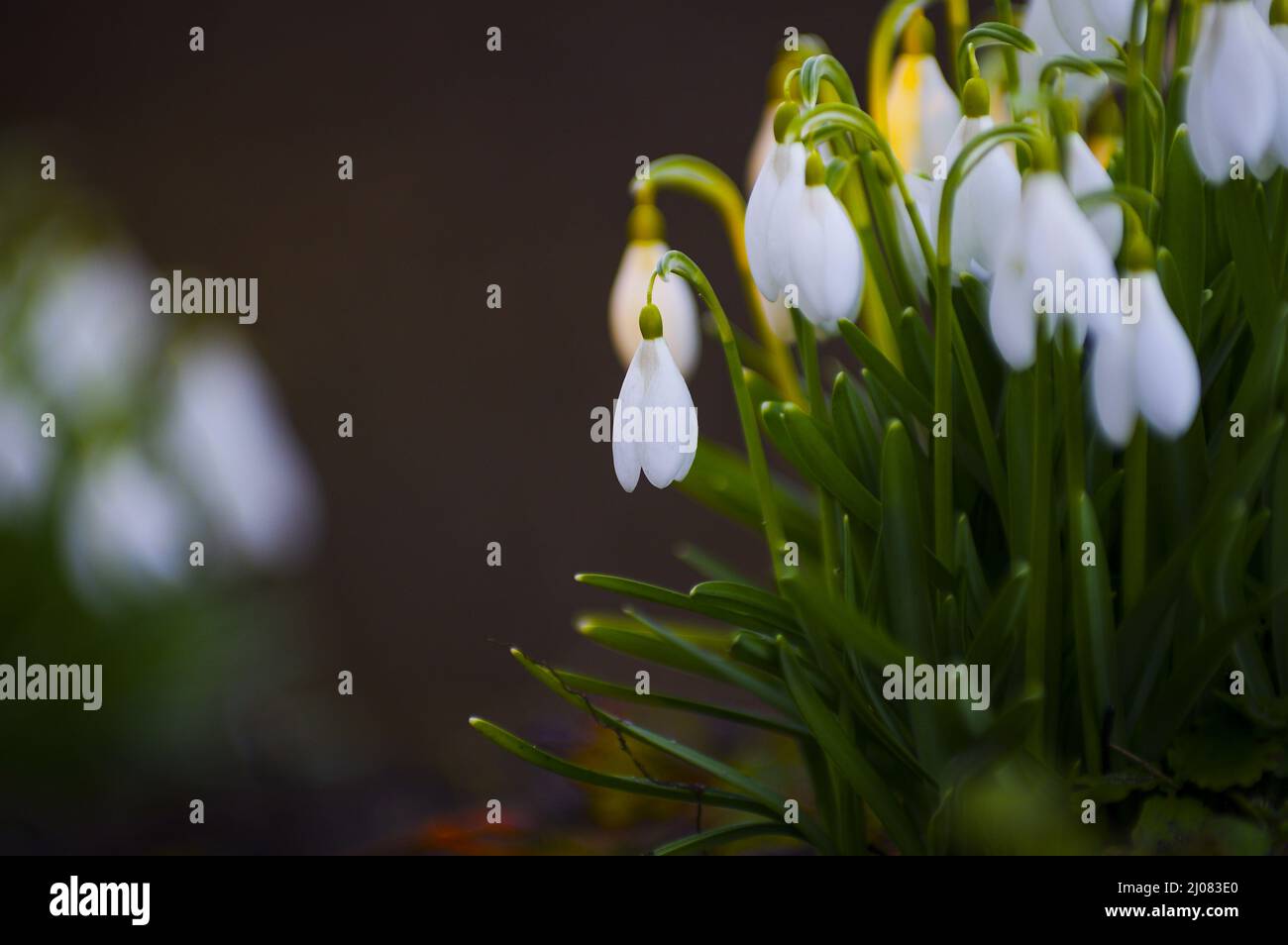 Close-up of fresh snowdrops, galanthus nivalis, first spring flowers ...