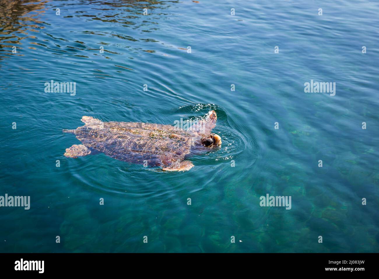 Green Sea Turtle swims and breathes air at the water surface, Australia ...