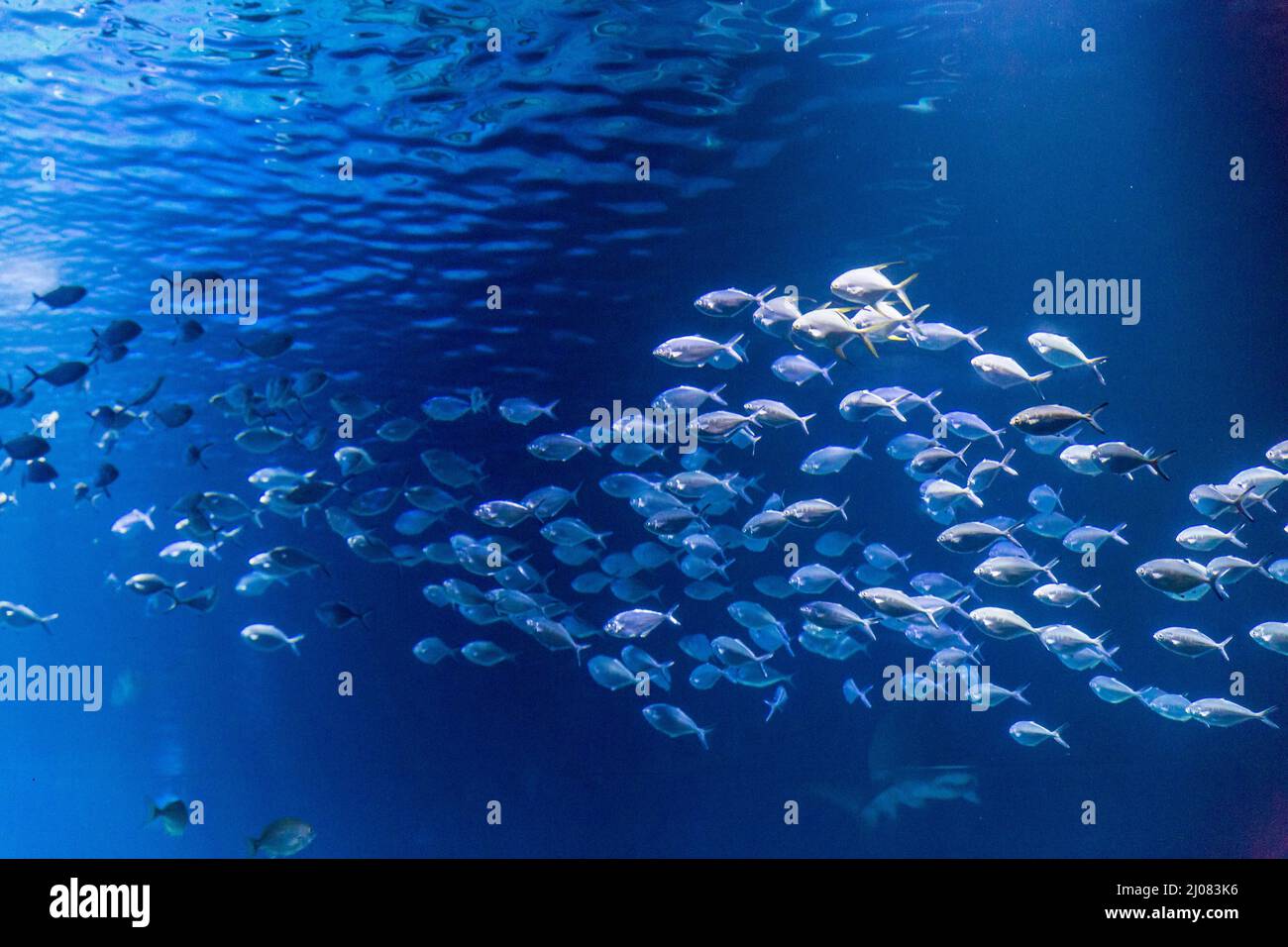 Swarm of Fishes swimming together in Blue Water Stock Photo - Alamy