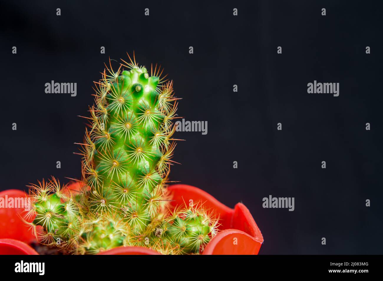 Gold lace cactus hi-res stock photography and images - Alamy