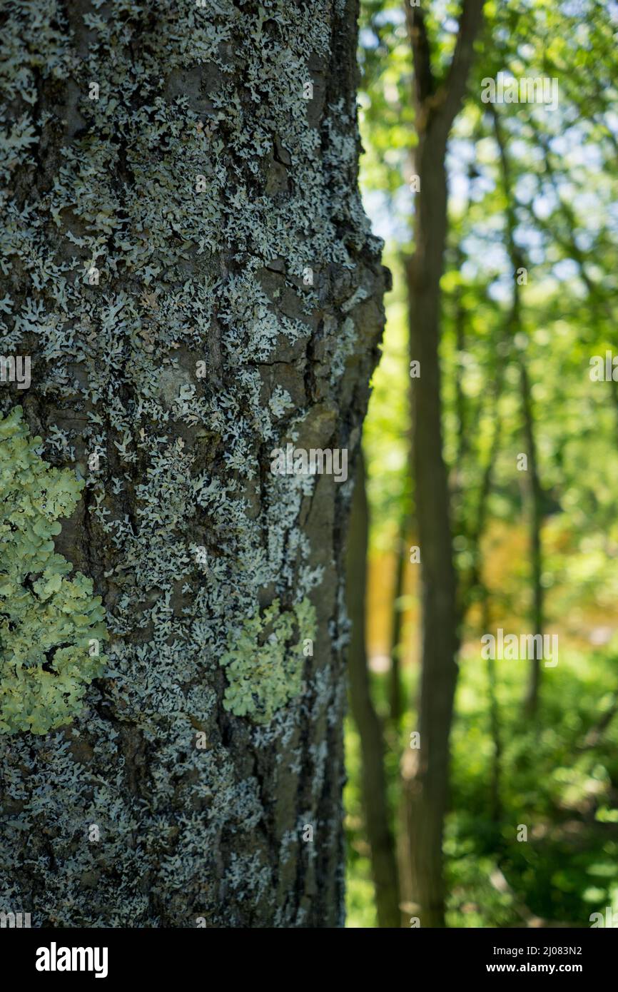 Tree growth and growing on trees Stock Photo - Alamy