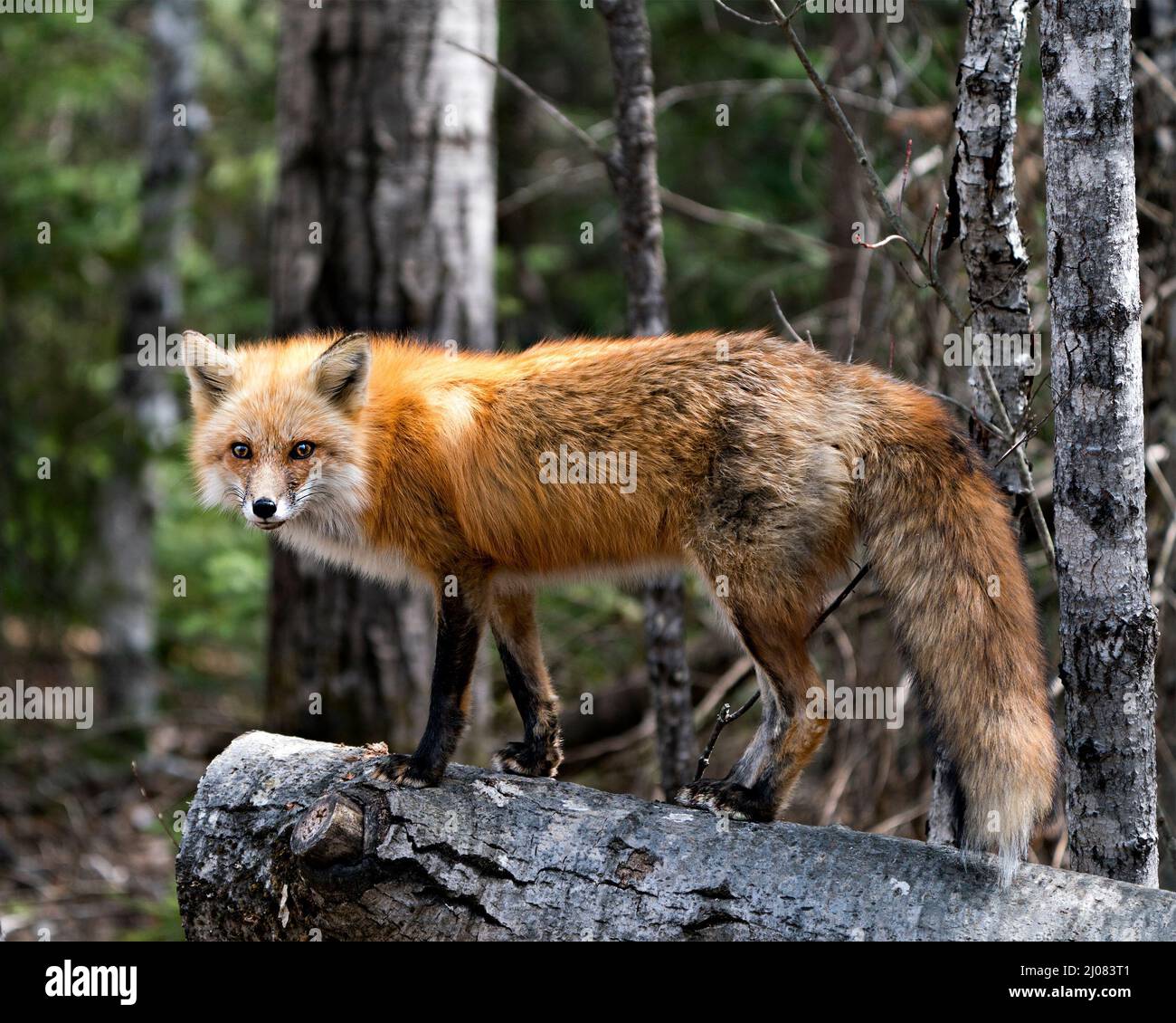Red Fox close-up profile view standing on a log in the spring season ...