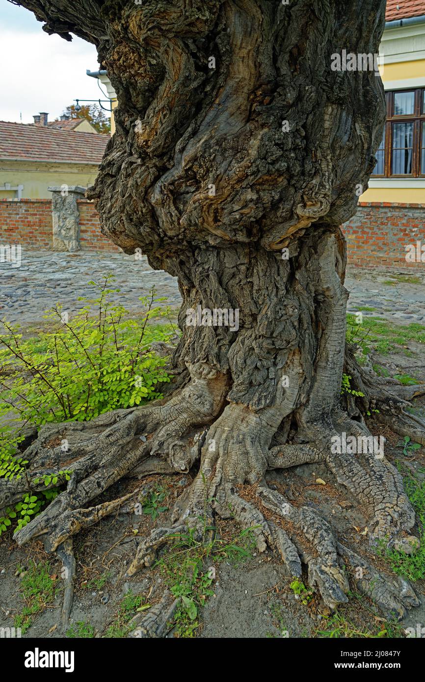Baumstamm detail hi-res stock photography and images - Alamy