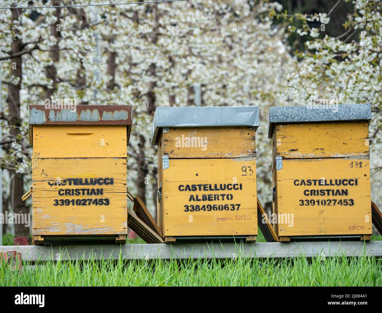 Hives at a cherry tree in bloom, Rumo, Valle di Non valley, Trentino ...