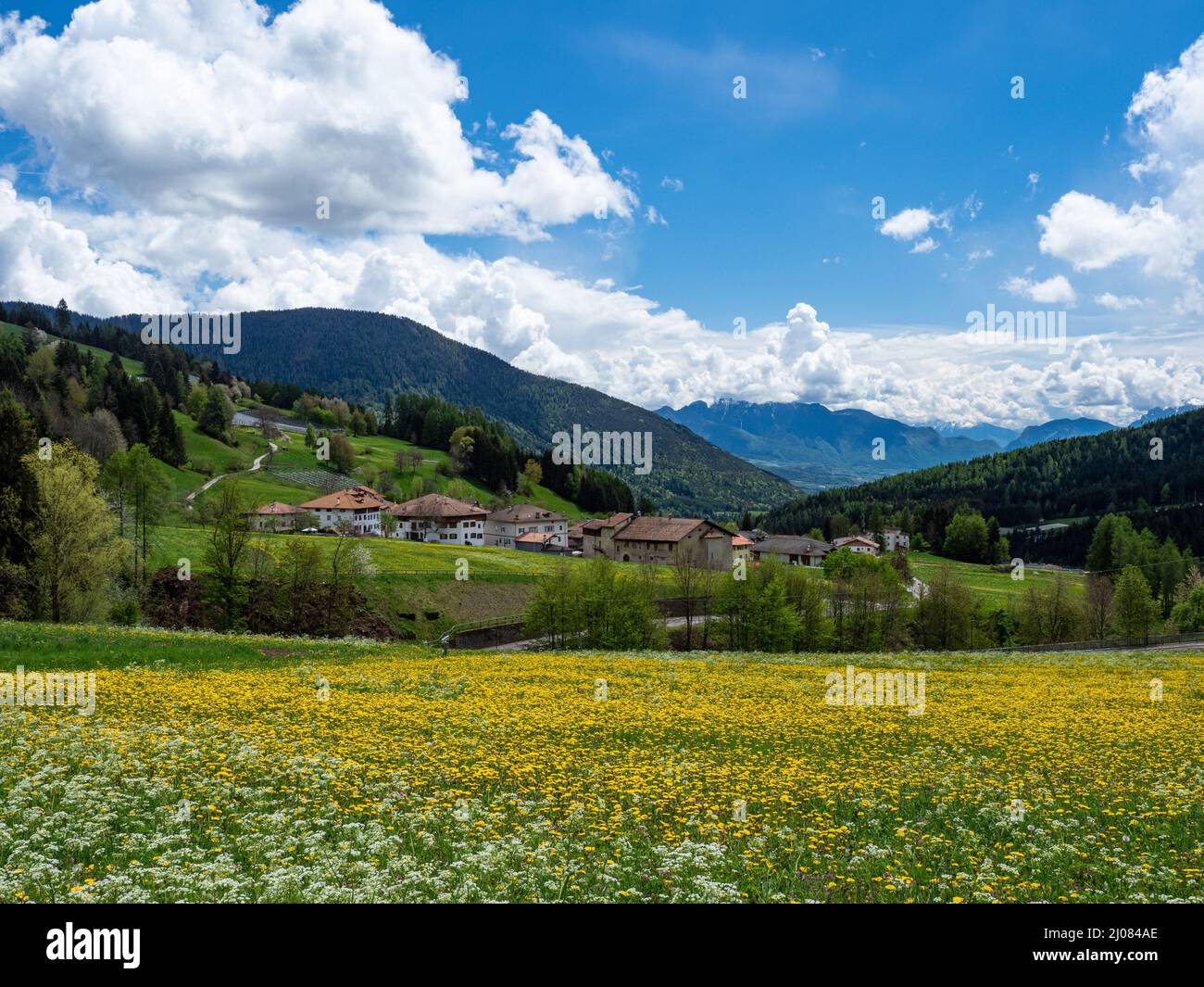 Trarassaco hi-res stock photography and images - Alamy