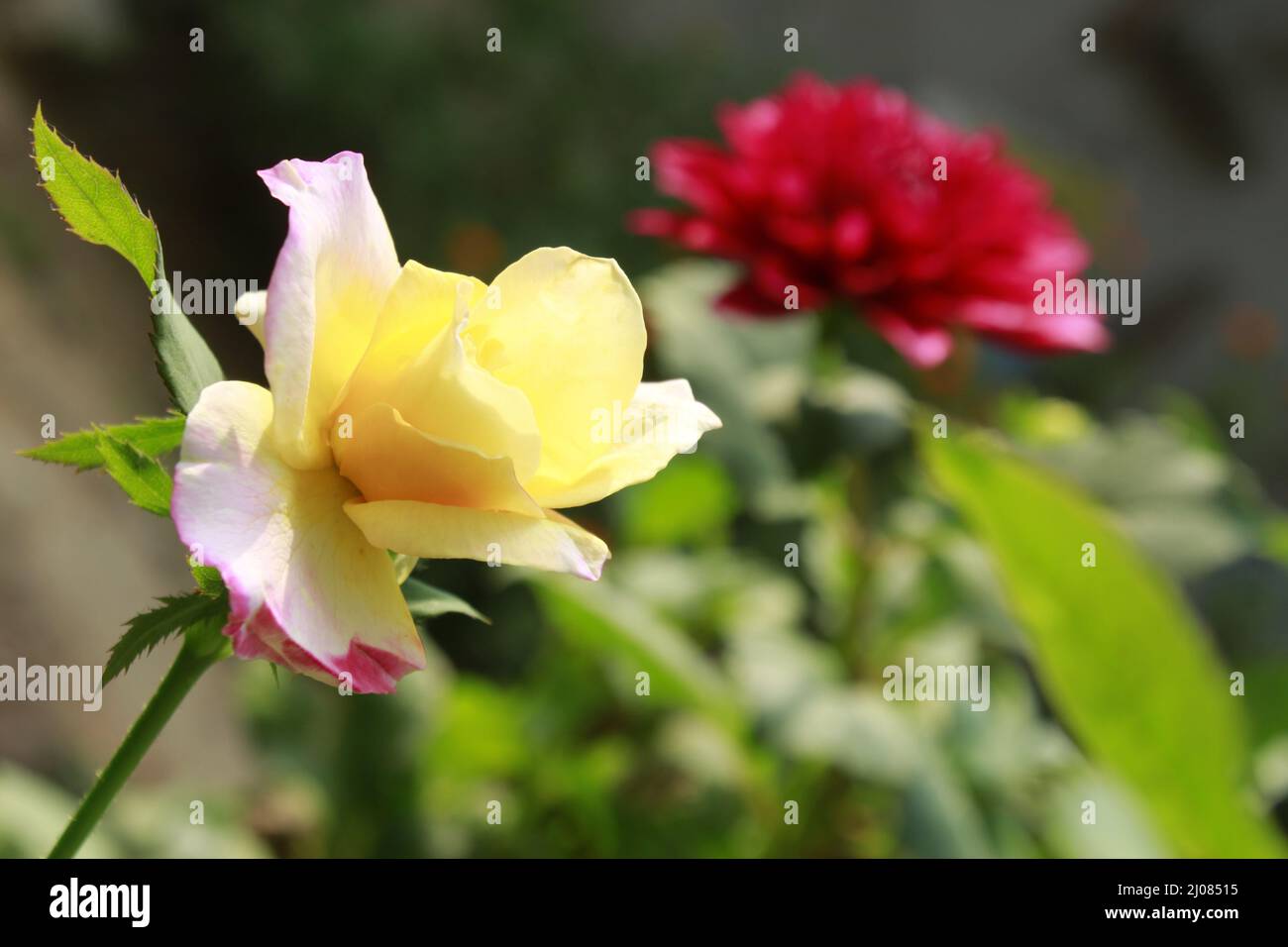Flower design background hi-res stock photography and images - Alamy