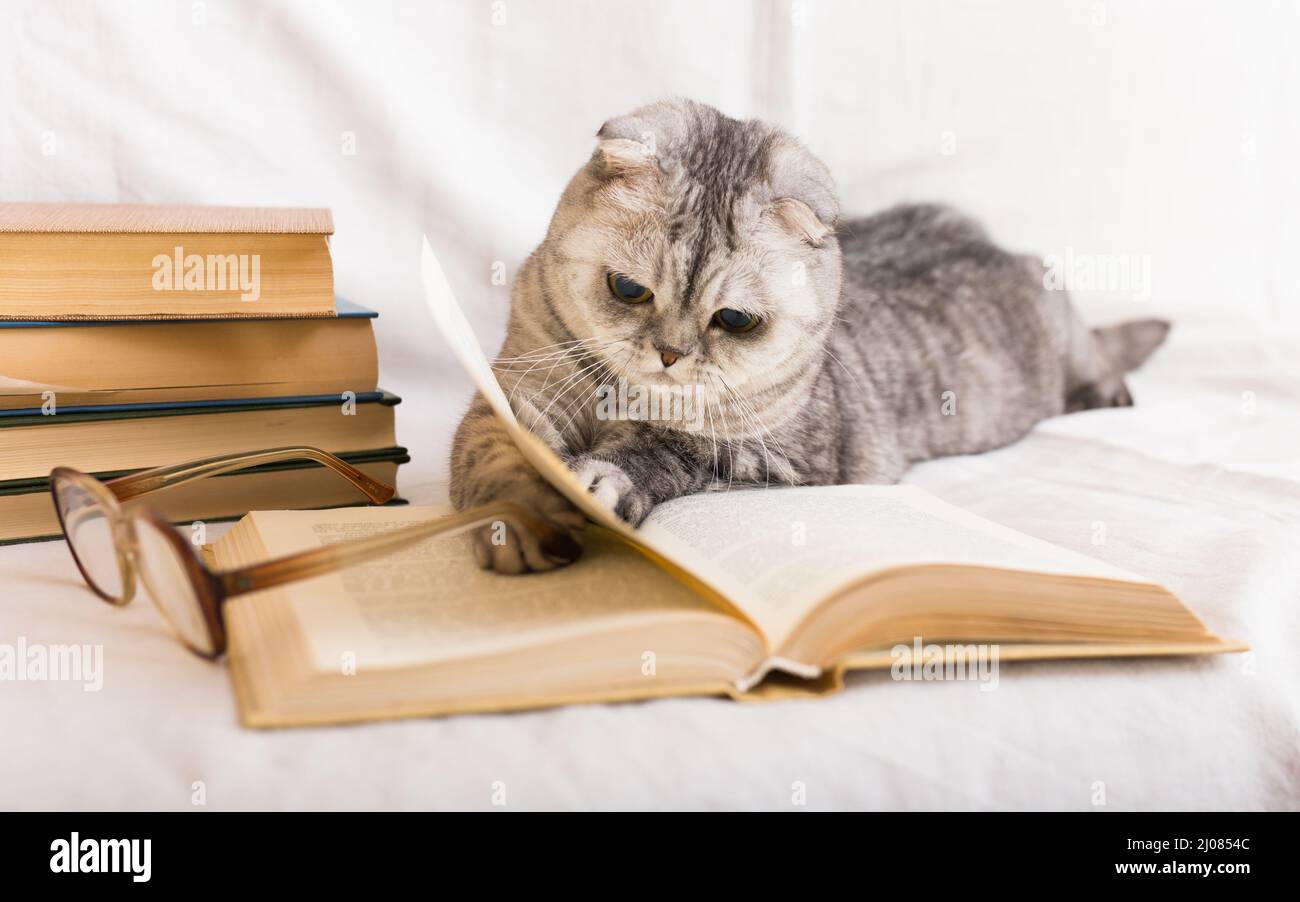 Reader cat. curious gray scottish fold cat lying on open book and ...