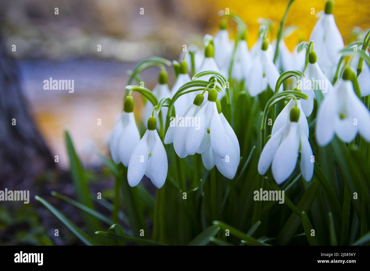 Close-up of fresh snowdrops, galanthus nivalis, first spring flowers ...