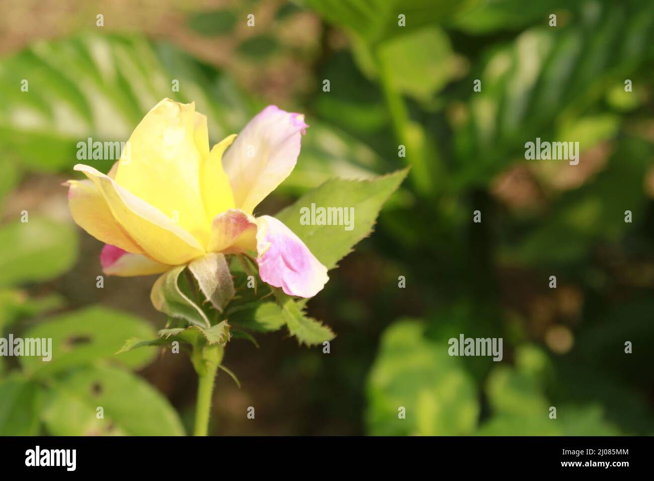 Flower design background hi-res stock photography and images - Alamy