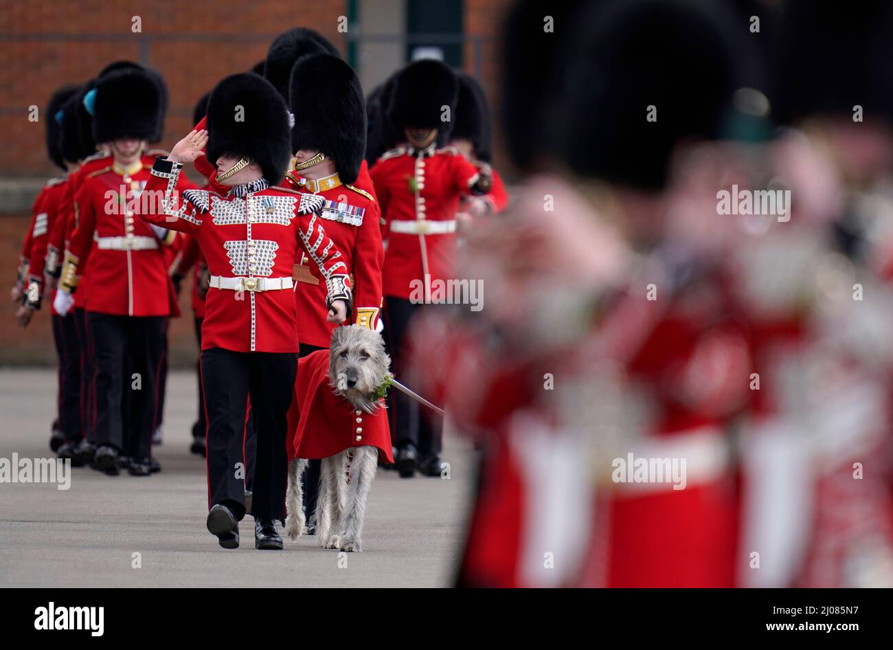 Turlough Mor, the Irish wolf hound regimental mascot, also known as ...