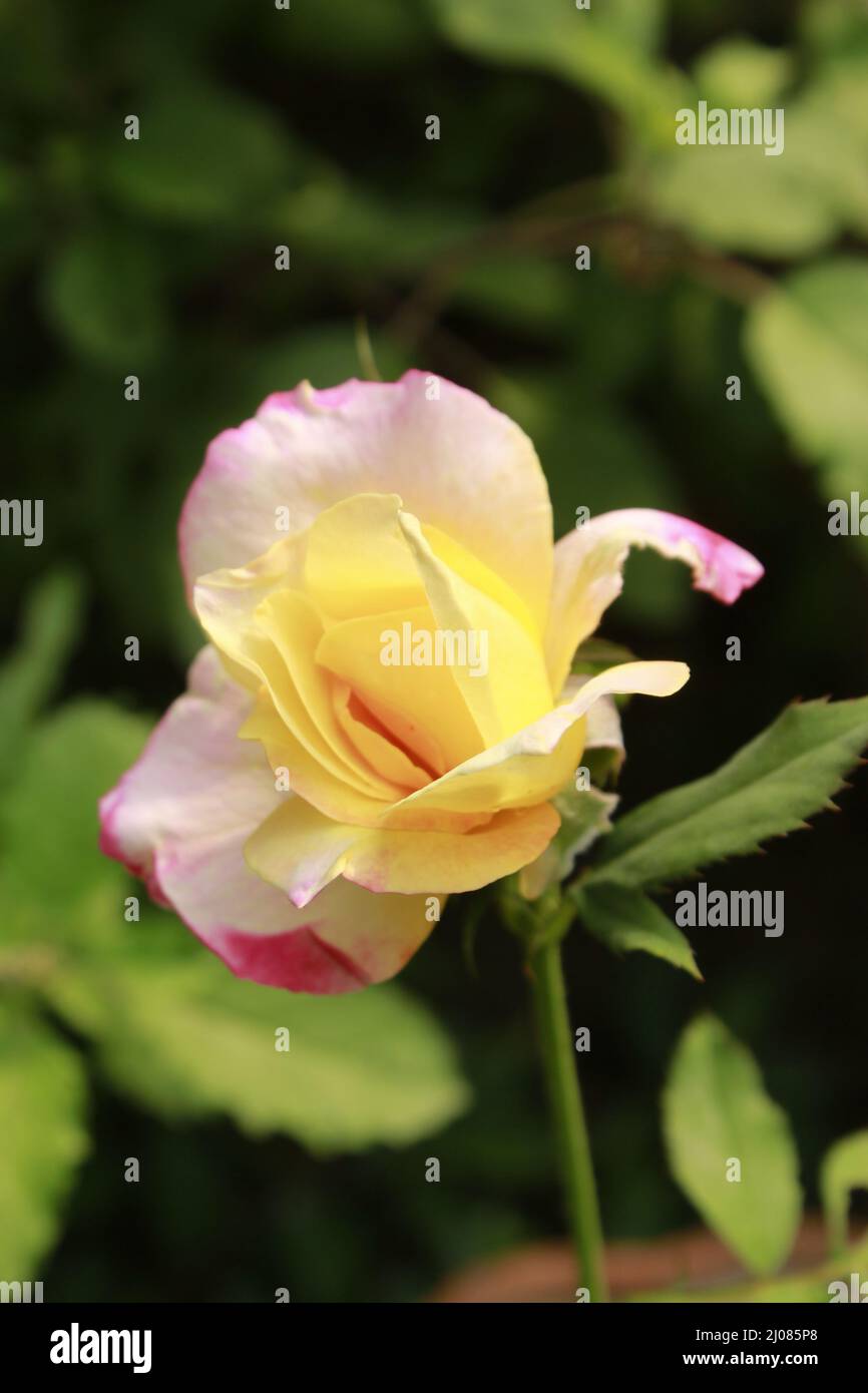 Flower design background hi-res stock photography and images - Alamy