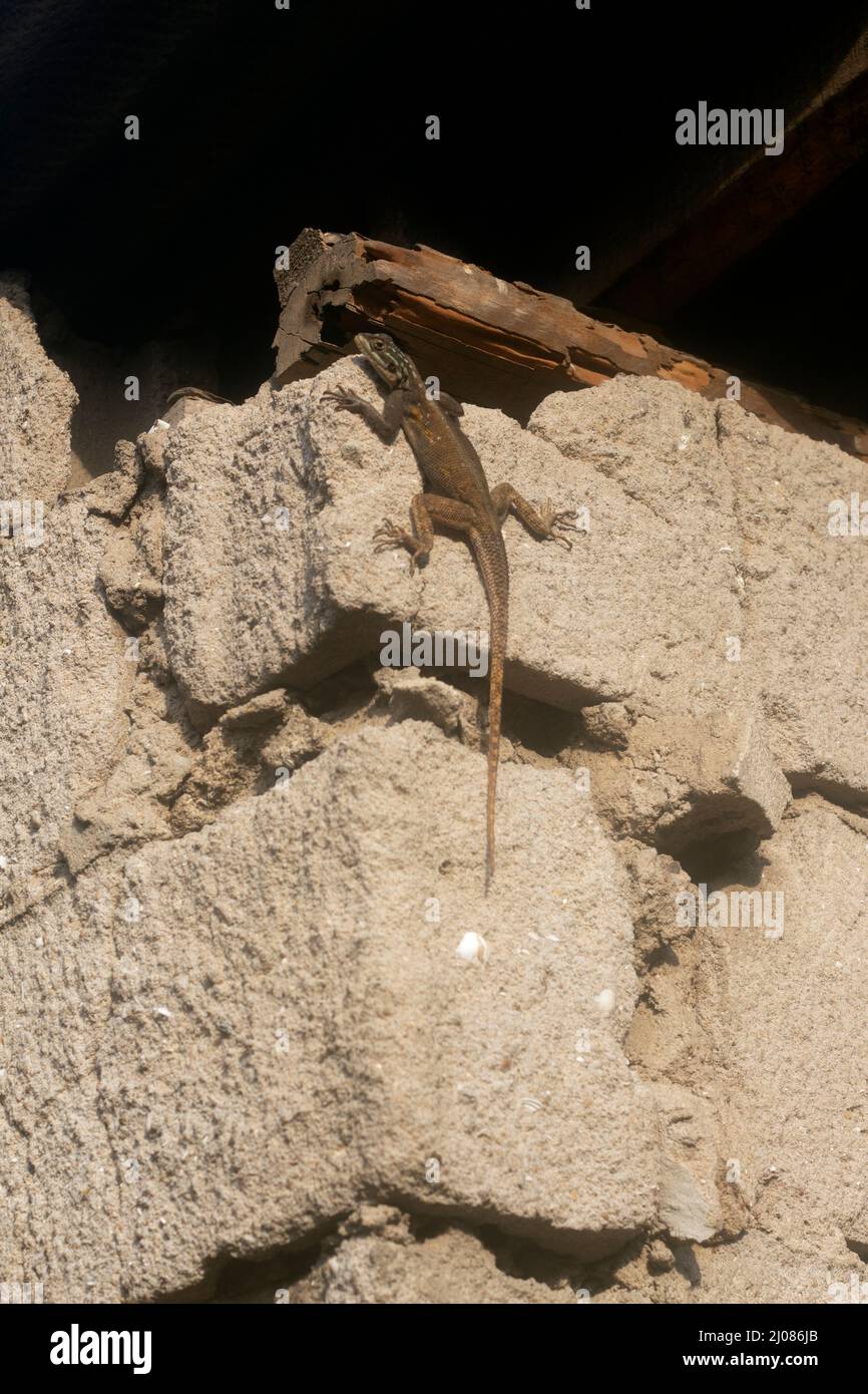 Lizard resting on wall Stock Photo - Alamy